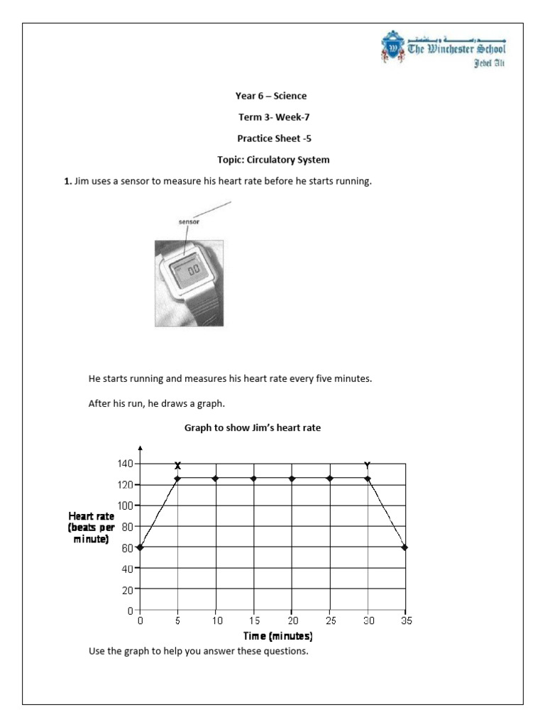 Year 6 Science: Circulatory System Quiz | PDF | Vein | Artery