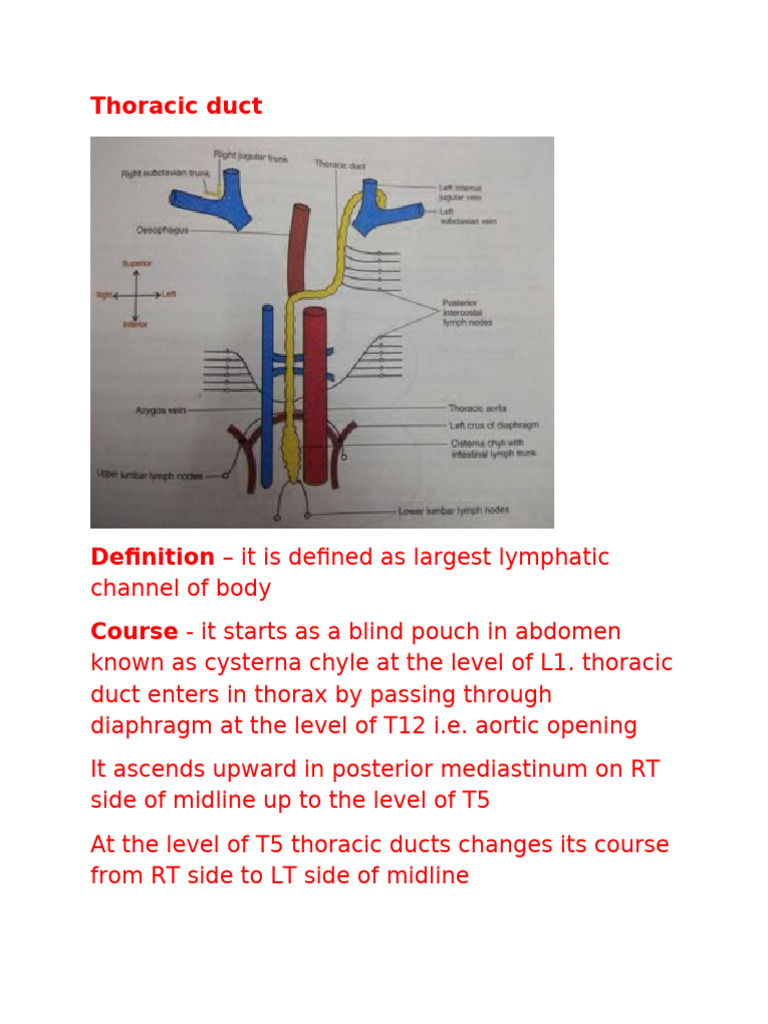 Thoracic Duct: Anatomy and Function | PDF