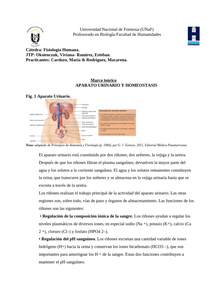 Fisiología Del Sistema Urinario 2025 | PDF | Riñón | Angiotensina