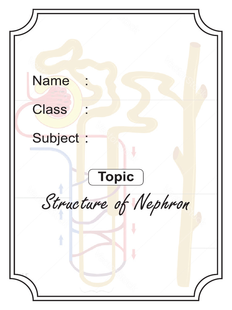Struc of Nephron-Project F. Page-10 STD | PDF