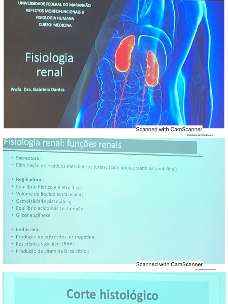 Aula 5 e 6 - Fisiologia Renal - 30.09 | PDF