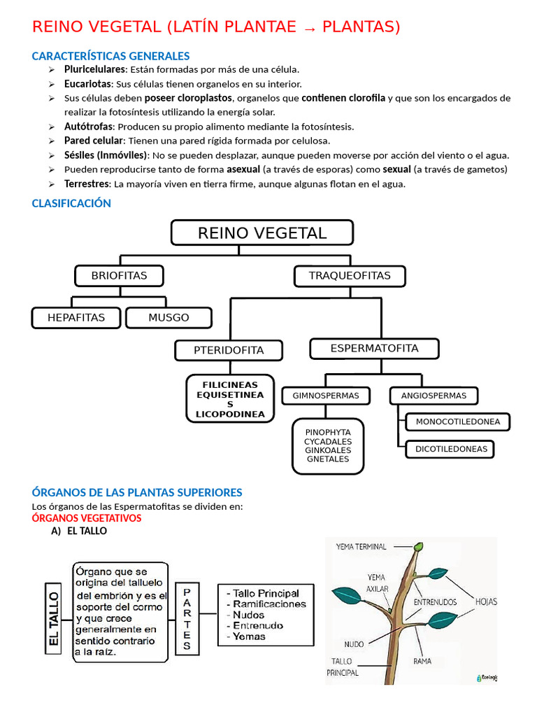 Ecologia Reino Vegetal | PDF | Tallo de la planta | Flores