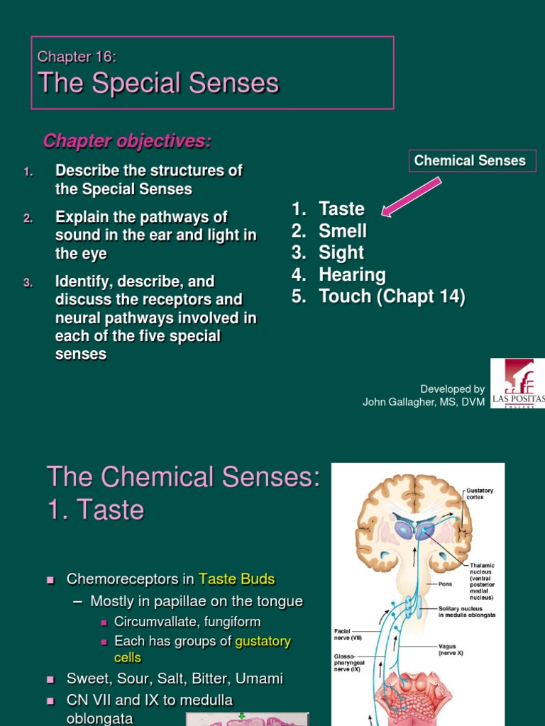 Understanding the Special Senses | PDF | Ear | Retina