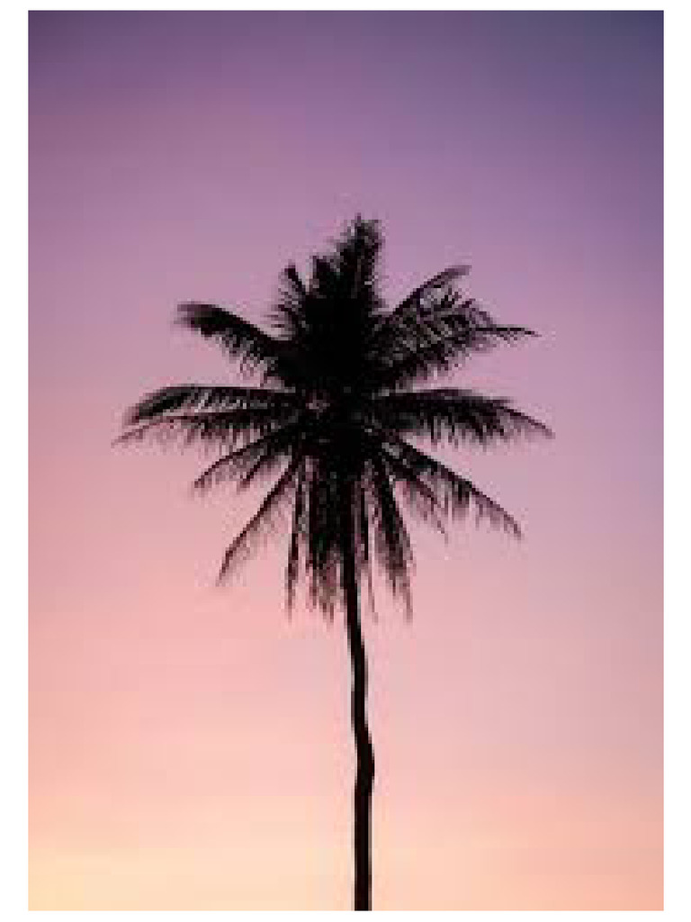 Pink Sky Coconut Tree - Jpeg | PDF
