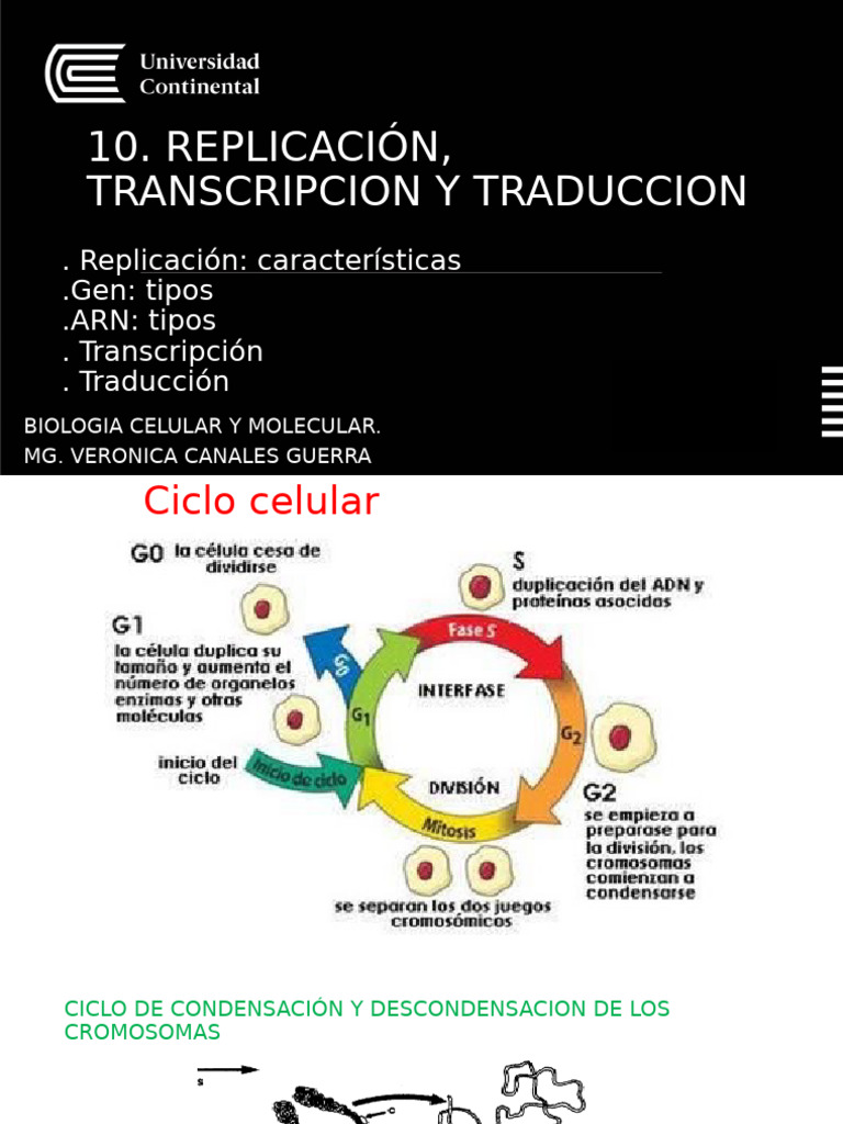 Replicación - Transcripcion y Traduccion | PDF | Traducción (biología) | Adn