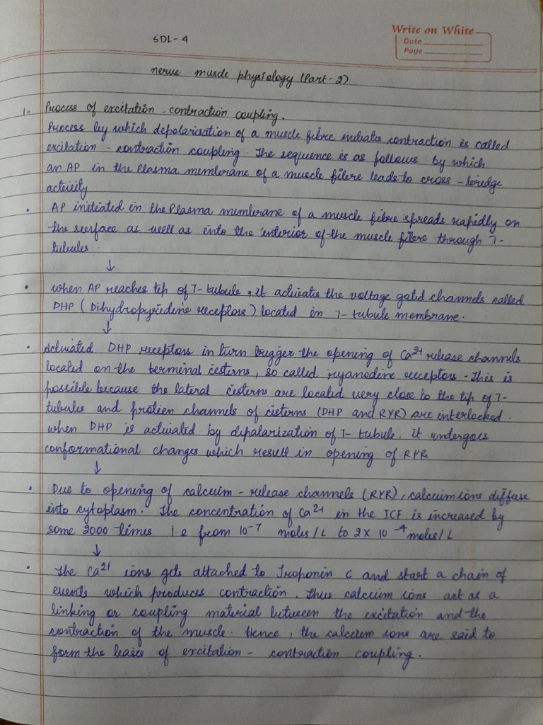 Physiology SDL 4 | PDF