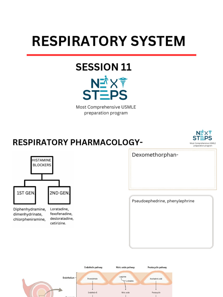 Respiratory System: Session 11 | PDF | Lung | Respiratory Tract