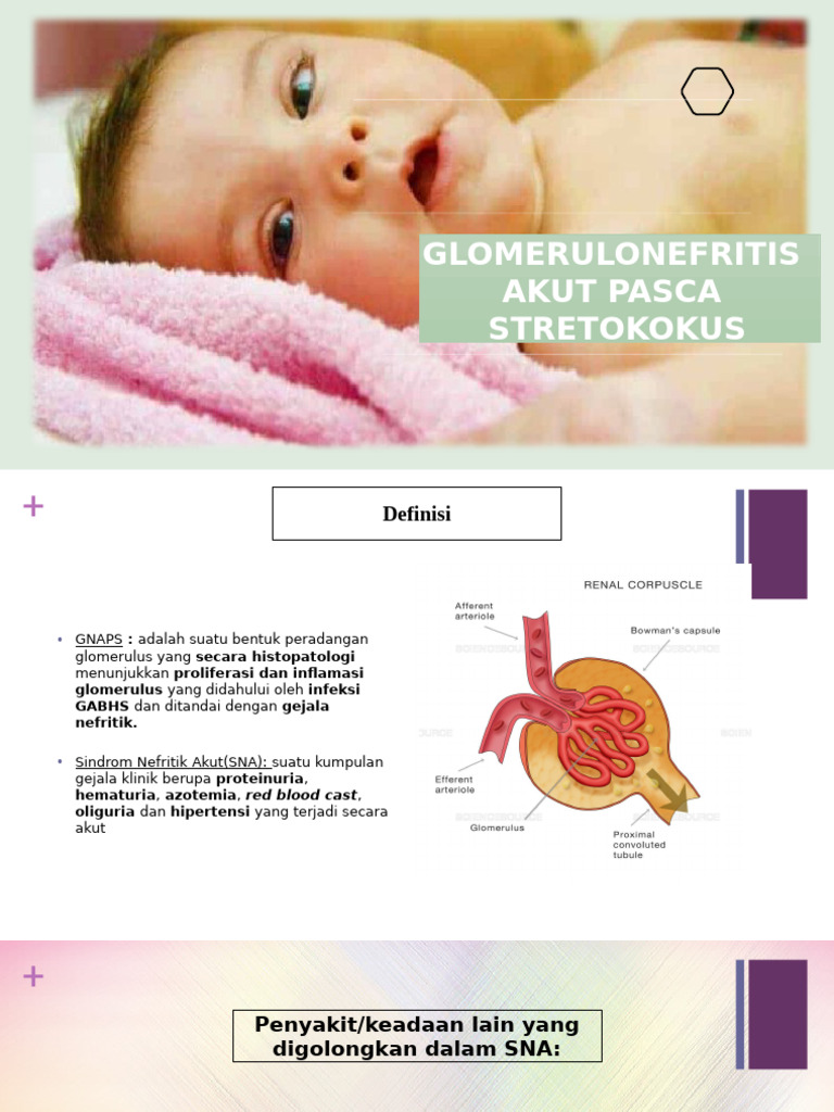 Gnaps Nefro-Dm Cindy | PDF