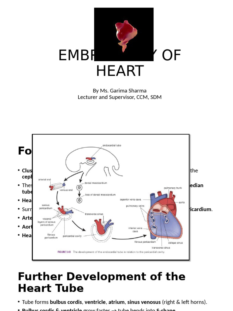 Embroyology of Heart | PDF | Heart Valve | Congenital Heart Defect