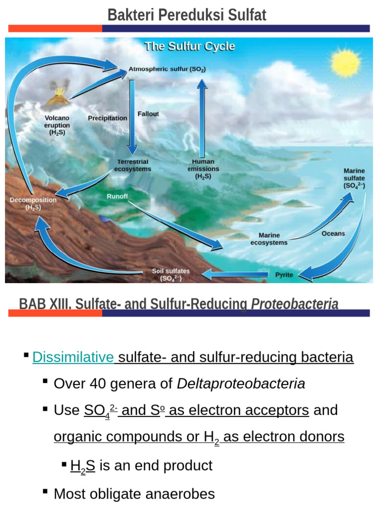 Sulfate-Reducing Bacteria Overview | PDF | Chemistry | Bacteria