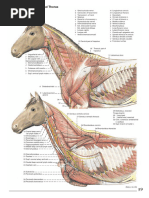 Triadan Tooth Numbering System | PDF