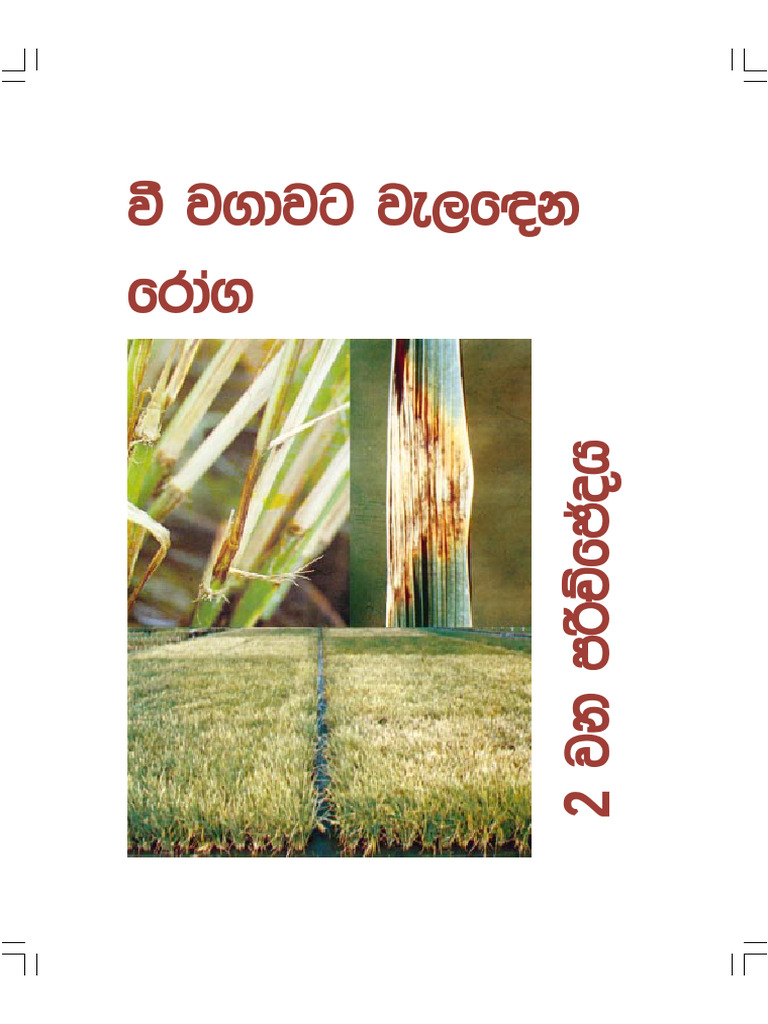 Bacterial Diseases in Paddy Cultivation | PDF