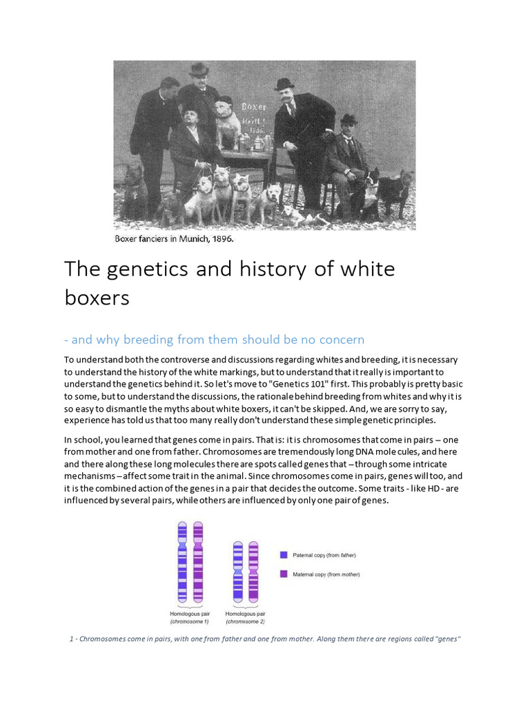The Genetics and History of White Boxers | PDF | Genetics | Gene