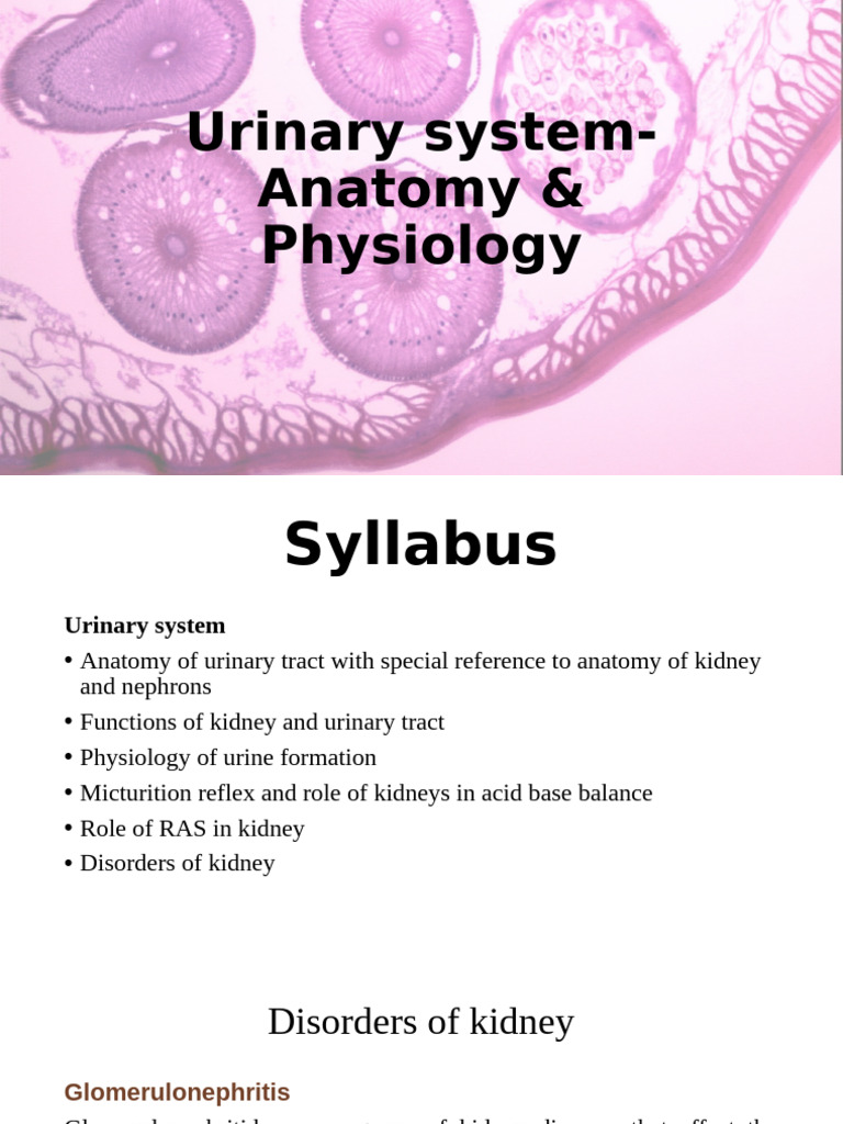 Urinary System - Anatomy & Physiology | PDF | Urinary Tract Infection ...