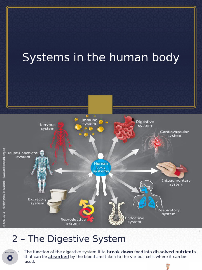 2 - Systems in The Human Body | PDF | Human Body | Respiratory System