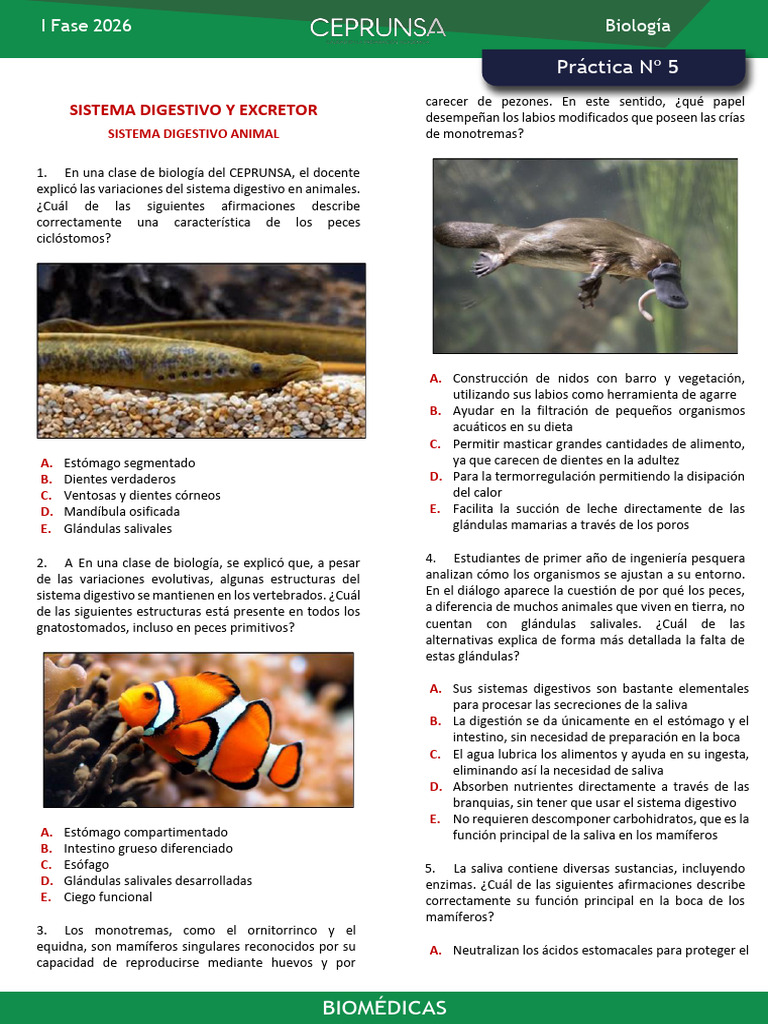 P5 - Biologia | PDF | Sistema digestivo humano | Digestión