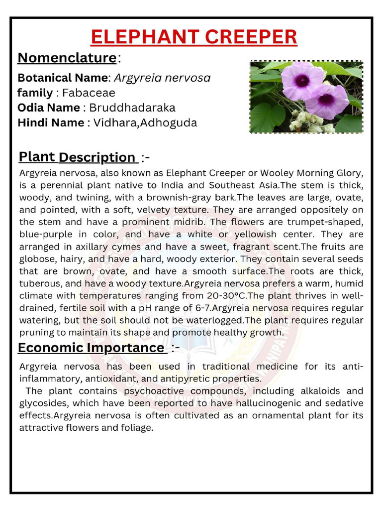 Elephant Creeper | PDF