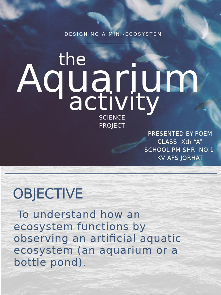 Mini Ecosystem: Aquarium Science Project | PDF | Aquarium | Ecosystem