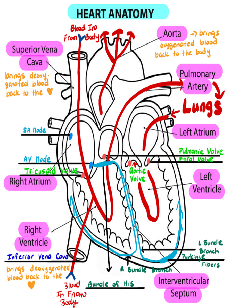 Heart Anatomy | PDF