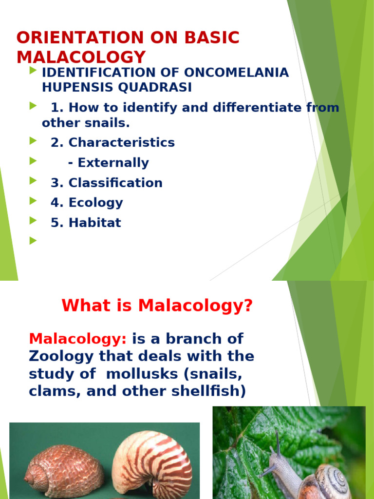 Snail Intermediate Host Oncomelania | PDF | Mollusca | Habitat
