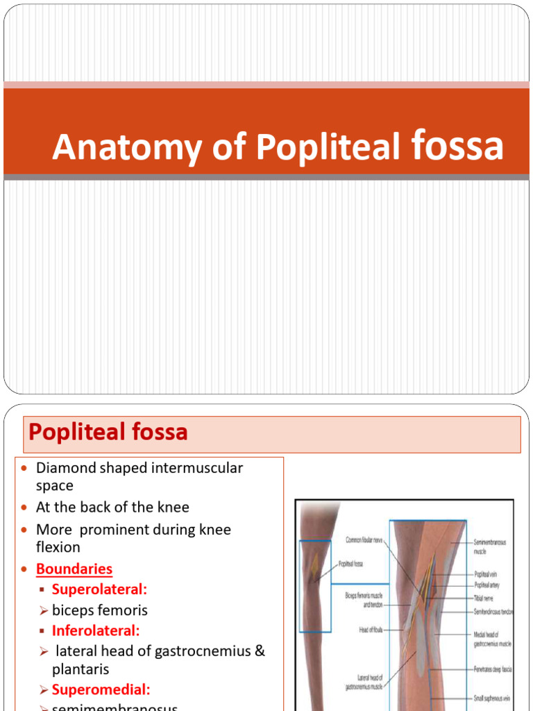 Anatomy of Popliteal Fossa | PDF | Human Leg | Foot