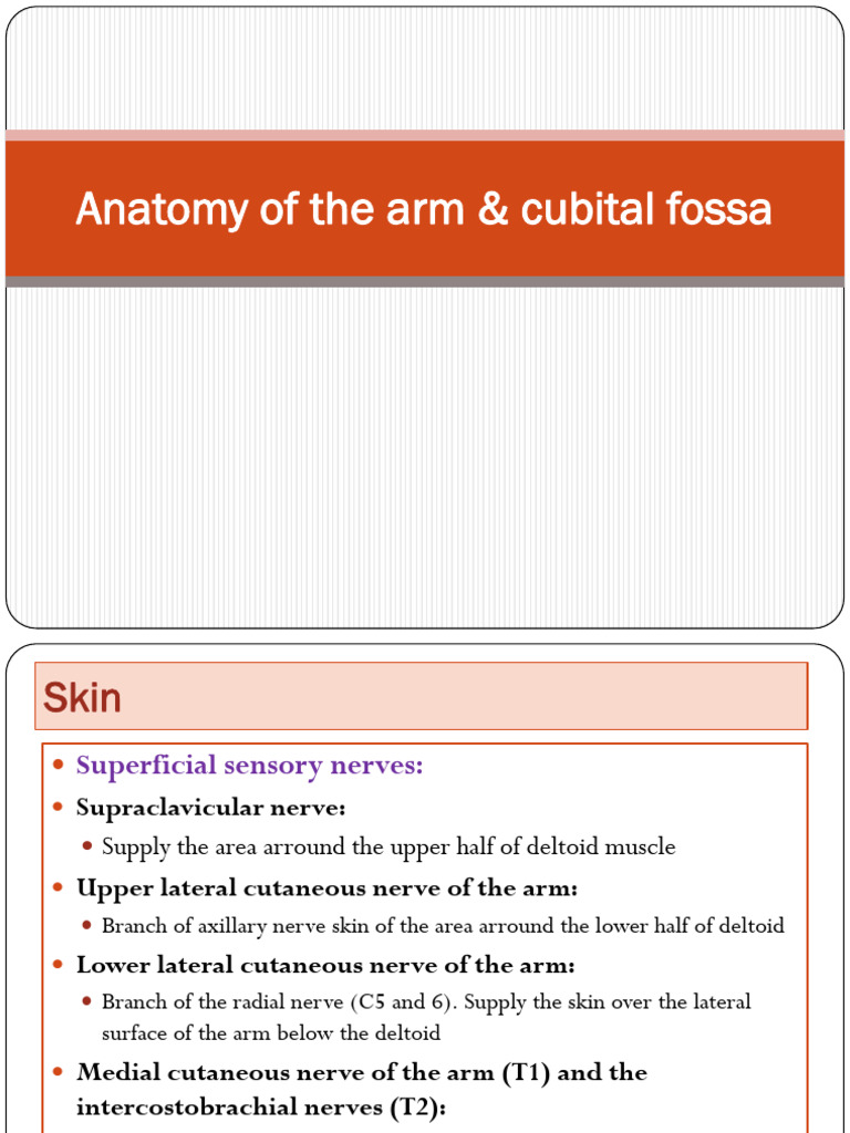 Anatomy of The Arm & Cubital Fossa | PDF | Arm | Elbow