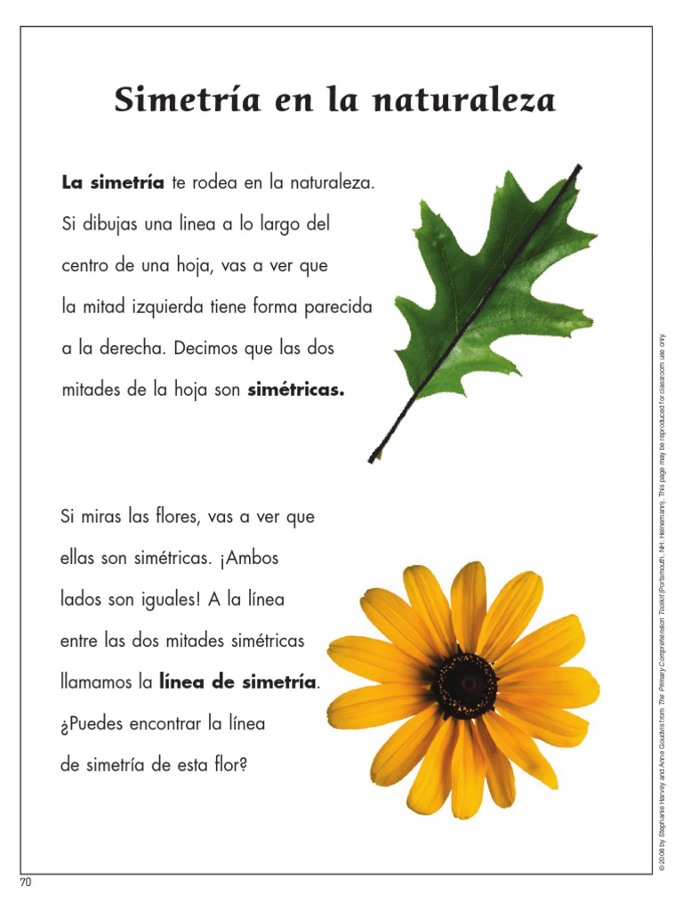 Simetría en Insectos y Naturaleza | PDF | Zoología | Organismos