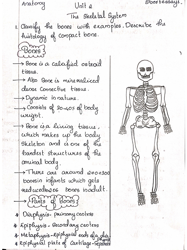 Skeletal Short Essays Anatomy | PDF