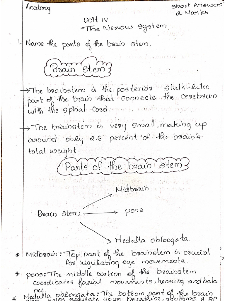 Anatomy Short Answers Nervous System | PDF