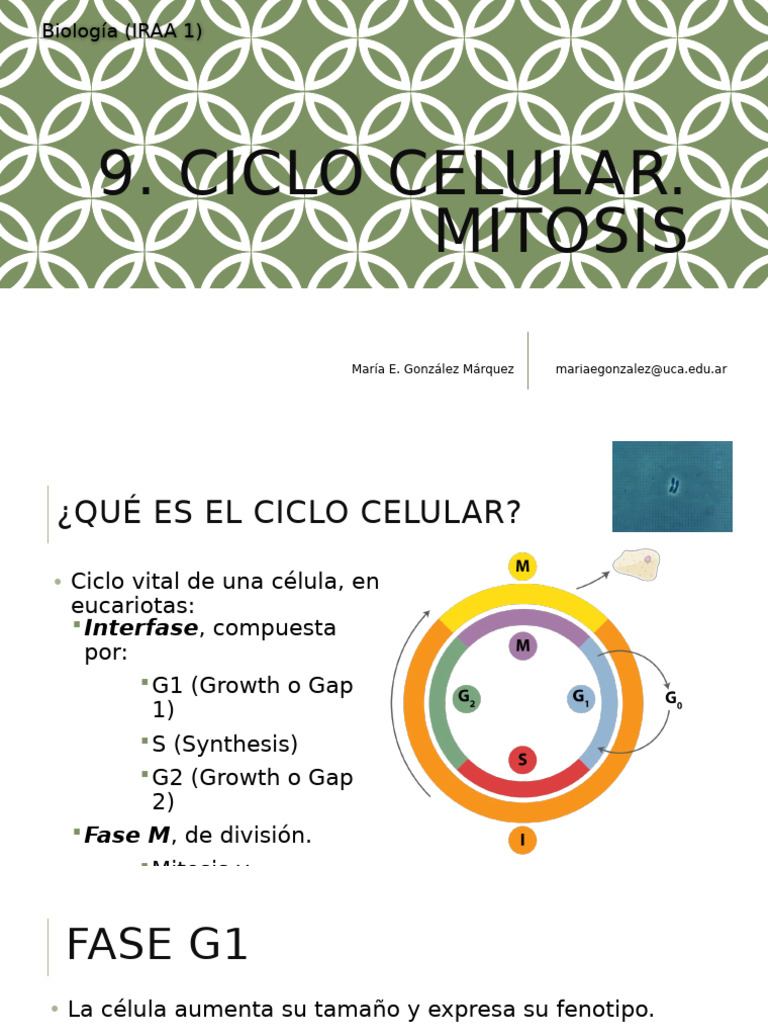 9 Ciclo Celular Replicacion | PDF | Mitosis | Ciclo celular
