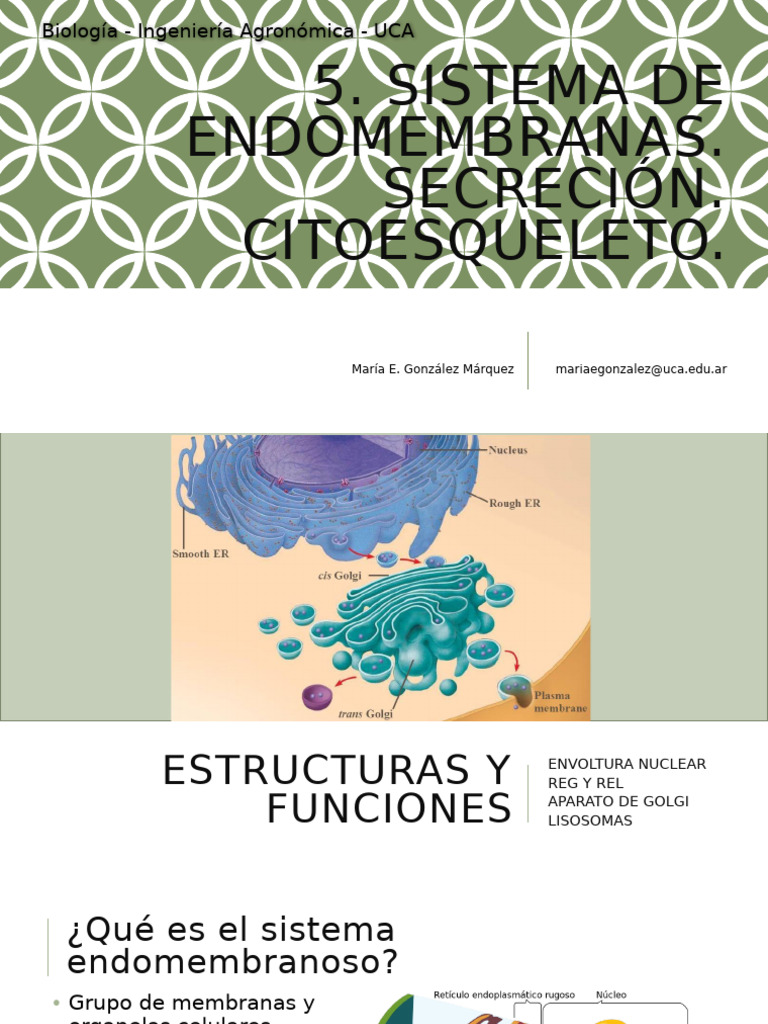 5 Sistema de Endomembranas CSK | PDF | Lisosoma | Retículo endoplásmico
