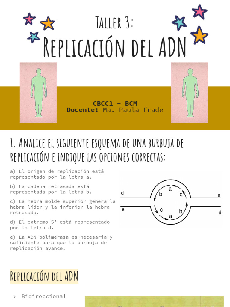 Taller 3 - Replicación Del ADN | PDF | Replicación De Adn | Mutación