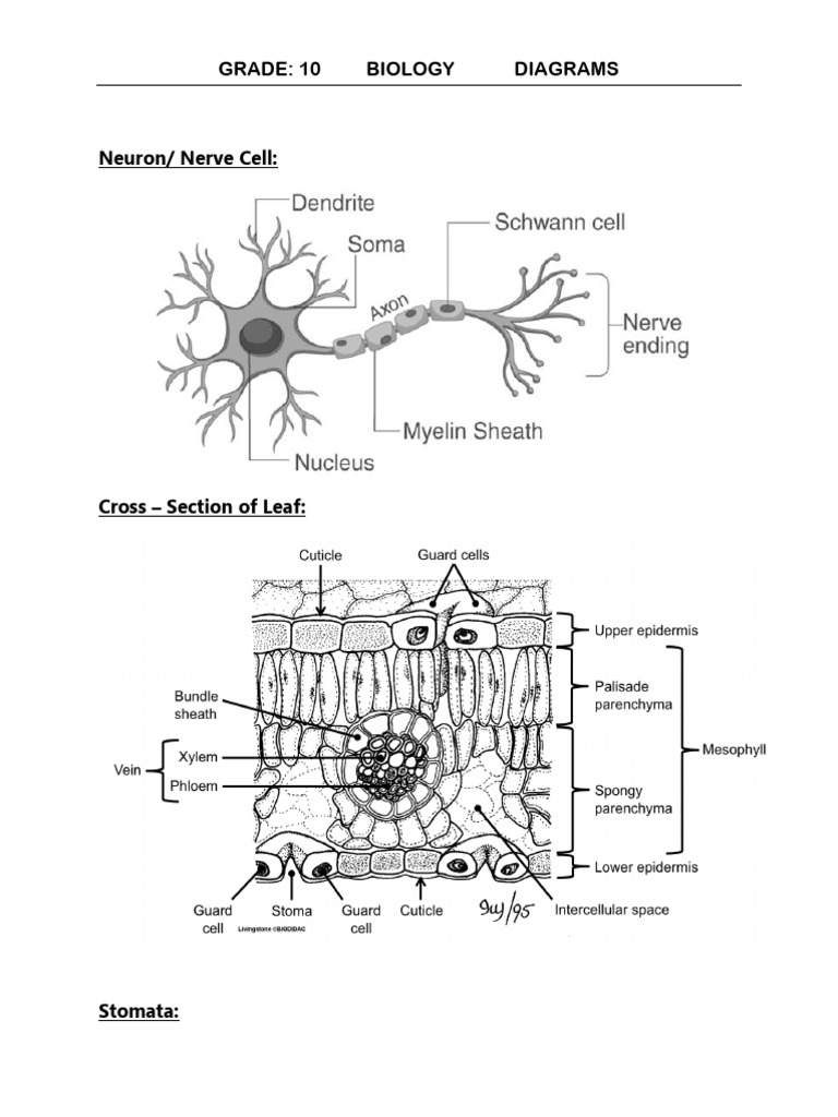 Grade 10 Biology Diagrams (CBSE) | PDF