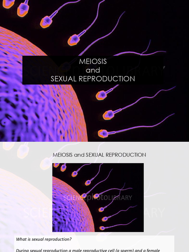 Understanding Meiosis and Sexual Reproduction | PDF | Meiosis | Ploidy