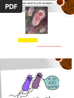 Colilert - 18 E-Coli Detection Manual | PDF | Microbiology | Bacteria