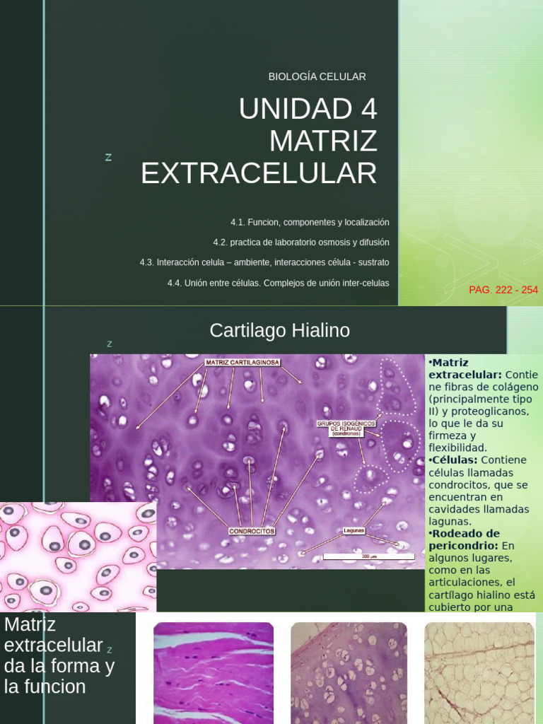 Unidad 4 Matriz Celular | PDF | Adhesión celular | La matriz extracelular