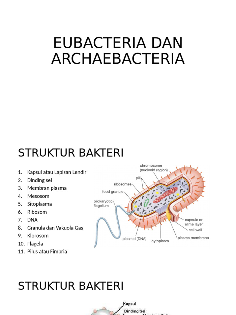 Eubacteria Dan Archaebacteria | PDF