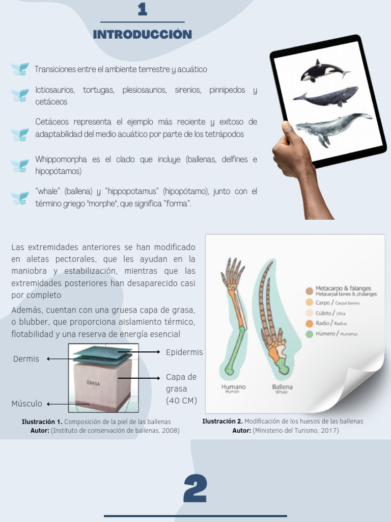 Suborden Whippomorpha EXPO (1) - Removed | PDF | Cetacea | Mamíferos ...