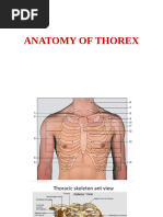 Costal Arch | PDF | Thorax | Thorax (Human Anatomy)