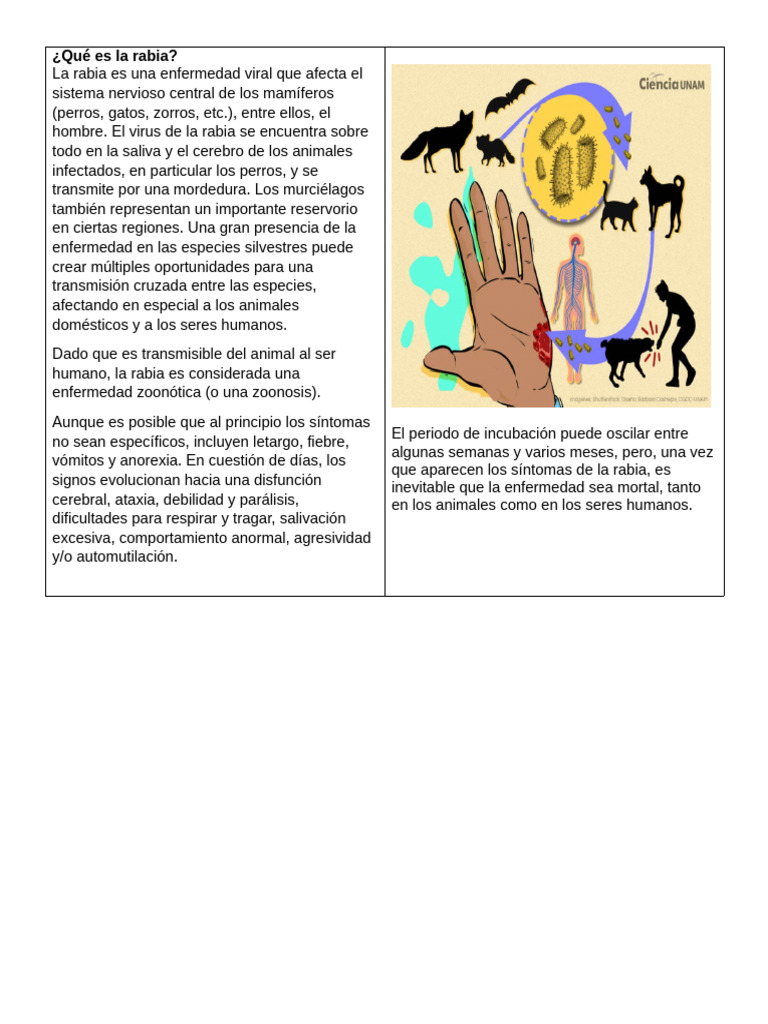 Folleto La Rabia | PDF | Rabia | Salud pública