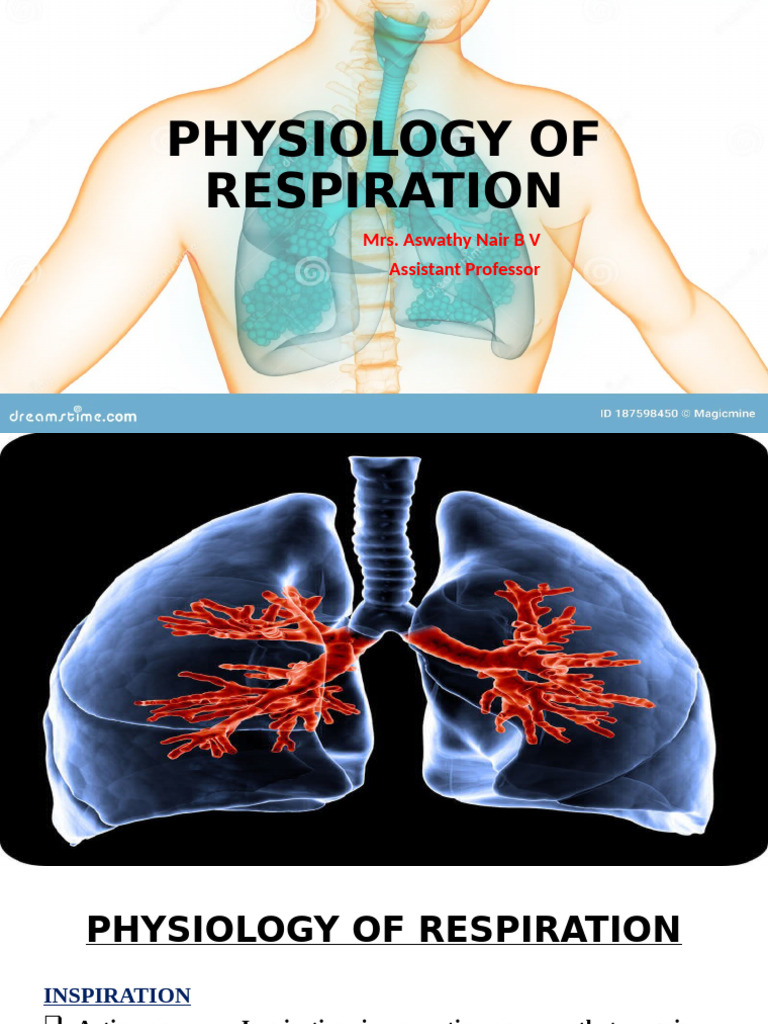 Physiology of Respiration | PDF | Lung | Artery