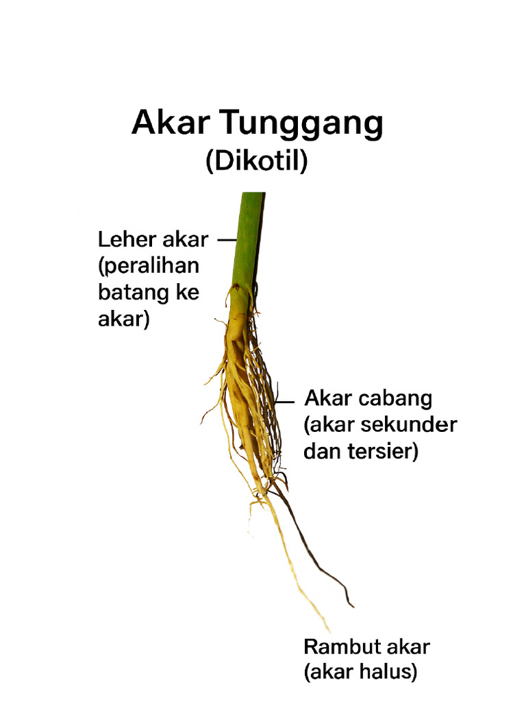Gambar Akar Tunggang Kangkung Darat | PDF
