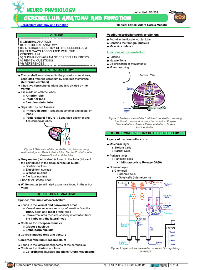 085 - Neurology Physiology) Cerebellum Anatomy - Function | PDF ...
