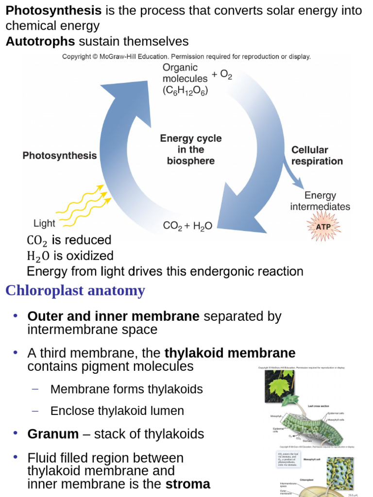 Overview of Photosynthesis Process | PDF | Photosynthesis | Chlorophyll