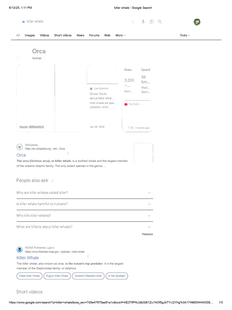 Killer Whale - Google Search | PDF | Whales | Mammals