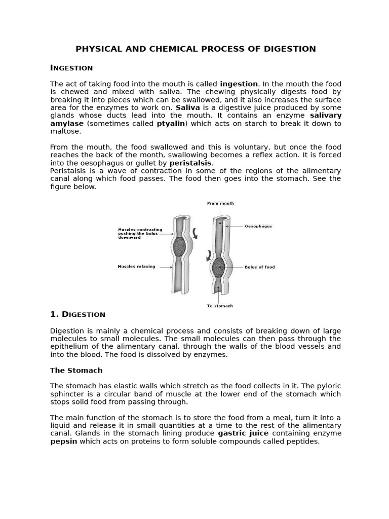 Physical and Chemical Process of Digestion | PDF | Digestion | Stomach