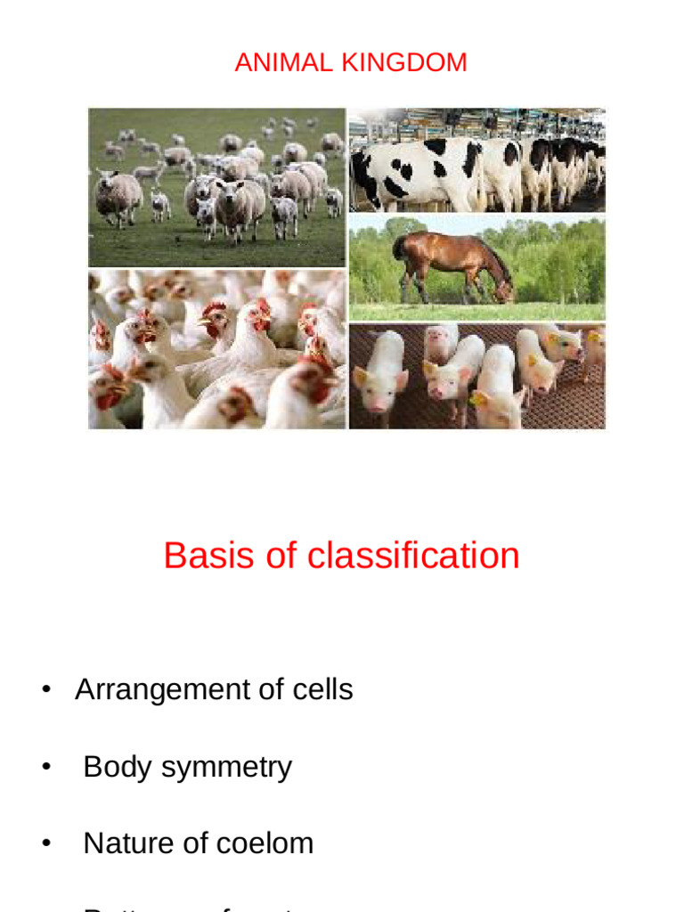 Animal Kingdom For Notes | PDF | Zoology