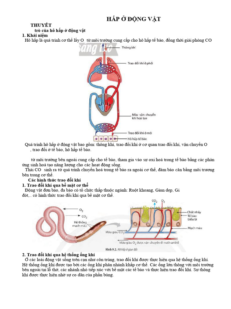 Sinh 11 c1 Hhth1 | PDF