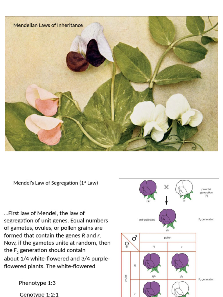 Mendel's Laws of Inheritance | PDF | Dominance (Genetics) | Allele