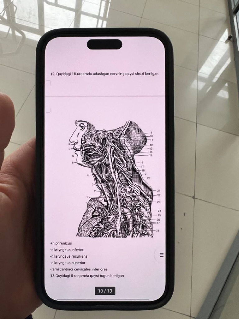 Anatomiya 12 Mavzu Тема | PDF